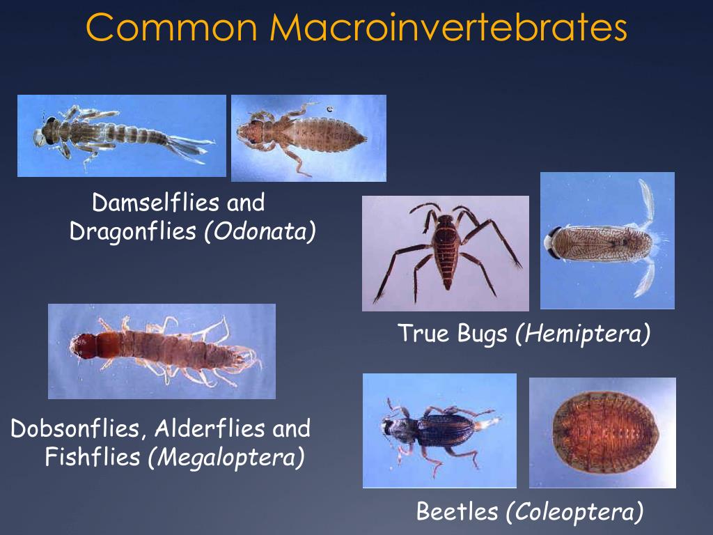 PPT - Biology & Ecology of SE MN Karst Region Streams Macroinvertebrate ...
