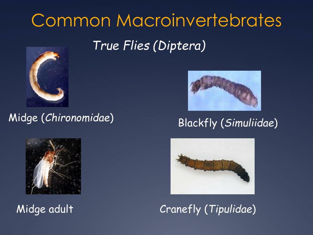 PPT - Biology & Ecology of SE MN Karst Region Streams Macroinvertebrate ...