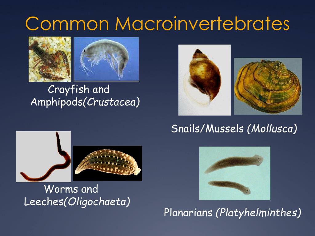 PPT - Biology & Ecology of SE MN Karst Region Streams Macroinvertebrate ...