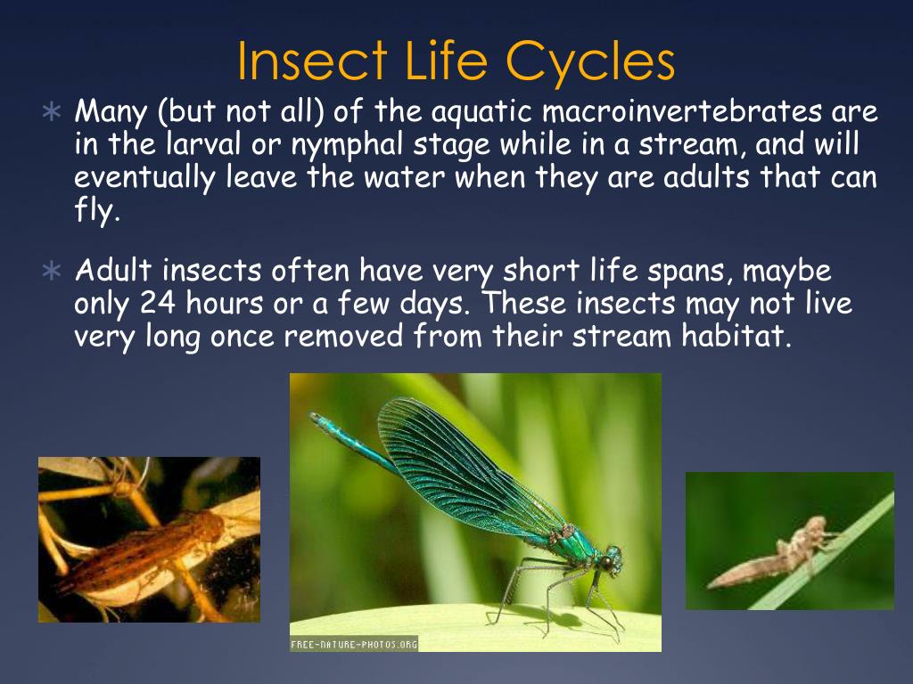 PPT - Biology & Ecology of SE MN Karst Region Streams Macroinvertebrate ...