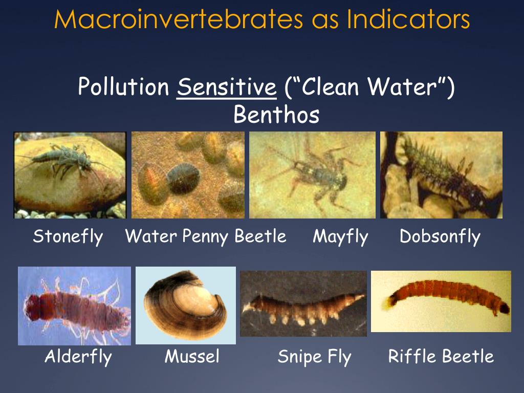 PPT - Biology & Ecology of SE MN Karst Region Streams Macroinvertebrate ...