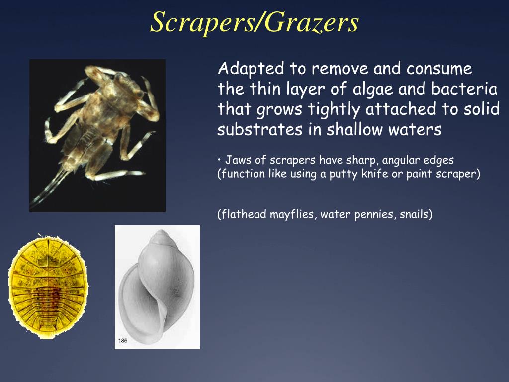 PPT - Biology & Ecology of SE MN Karst Region Streams Macroinvertebrate ...