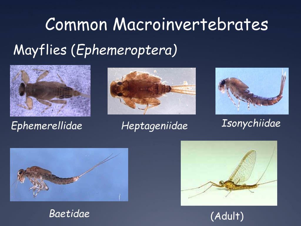 PPT - Biology & Ecology of SE MN Karst Region Streams Macroinvertebrate ...