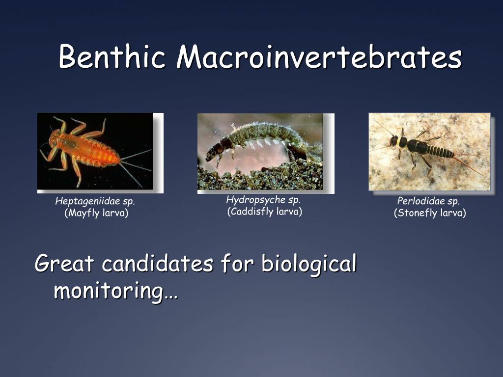 PPT - Biology & Ecology of SE MN Karst Region Streams Macroinvertebrate ...