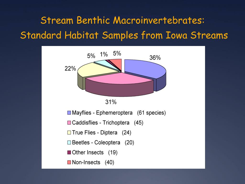 PPT - Biology & Ecology of SE MN Karst Region Streams Macroinvertebrate ...