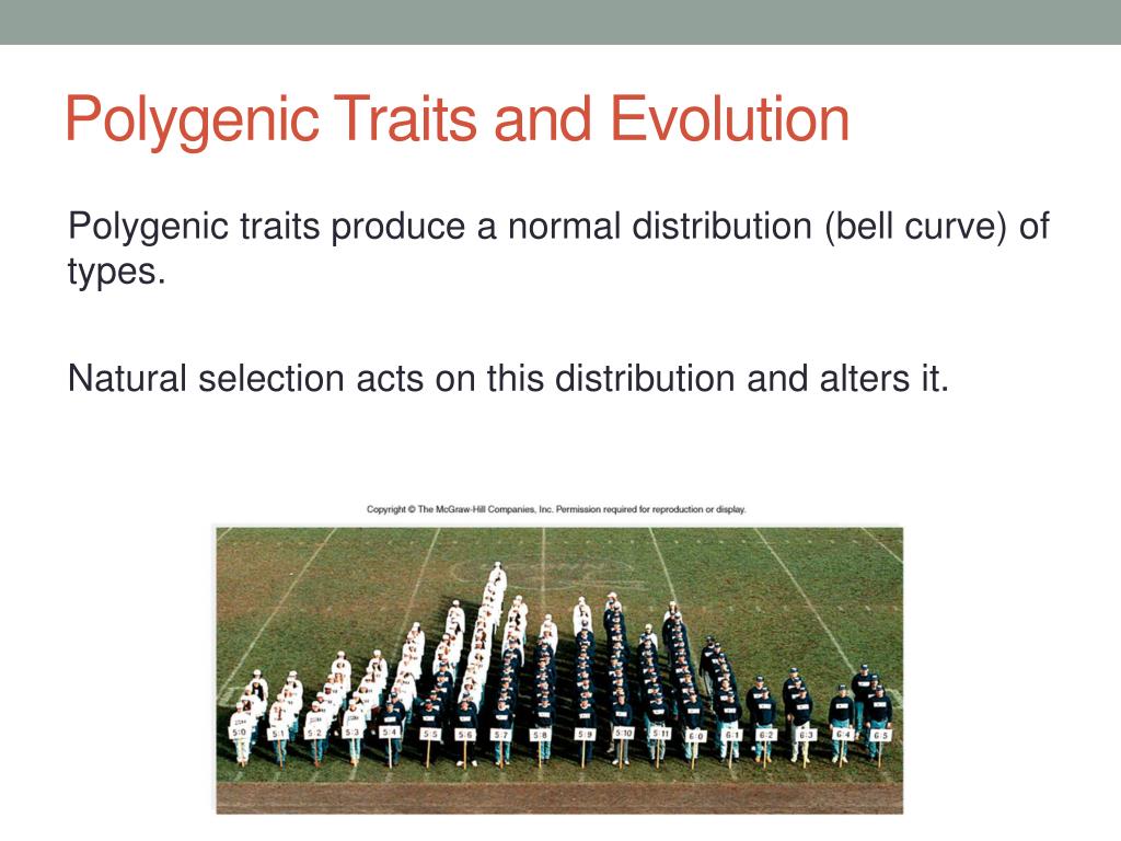 PPT - Are male or female animals larger? PowerPoint Presentation, free ...