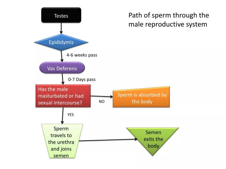 PPT - Testes PowerPoint Presentation, free download - ID:2035279