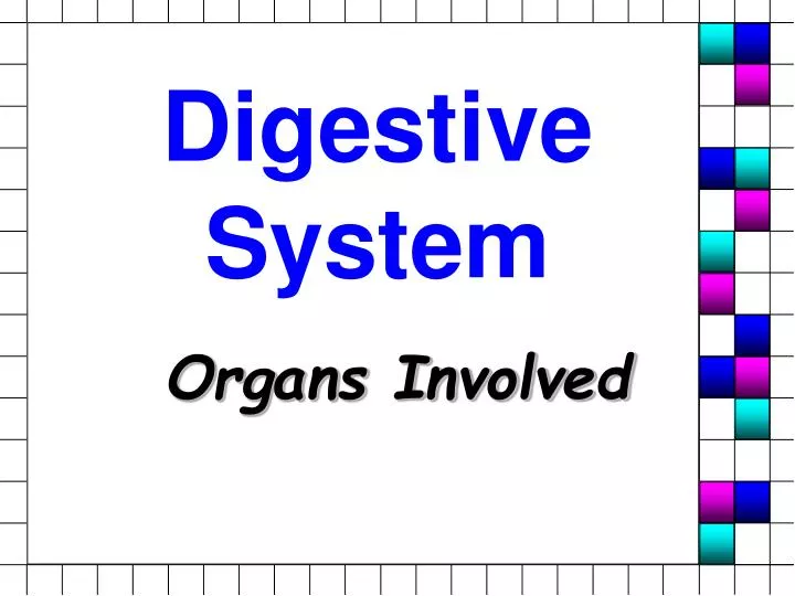 PPT - Digestive System PowerPoint Presentation, free download - ID:2035898