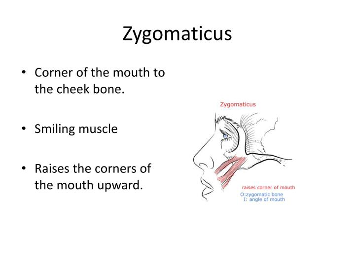 Zygomaticus Major Function