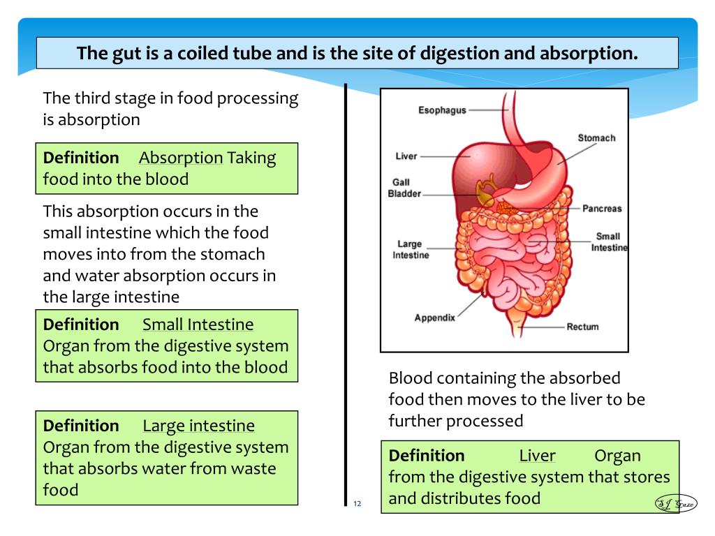 PPT - Biology Year 9 Digestion and Food PowerPoint Presentation, free ...
