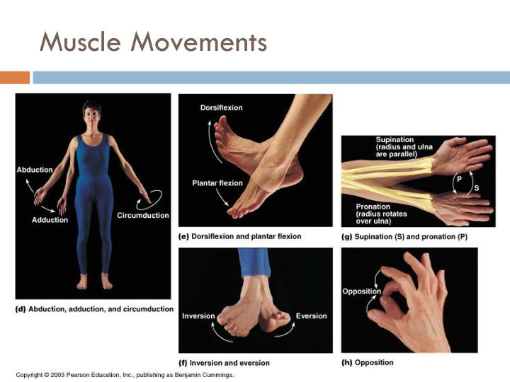 PPT - Muscular System PowerPoint Presentation - ID:2036422