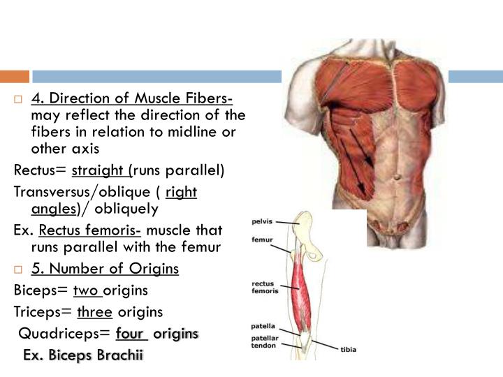 PPT - Muscular System PowerPoint Presentation - ID:2036422