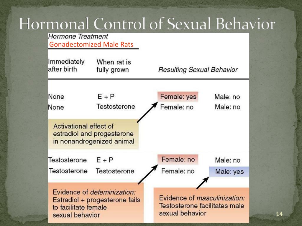 Ppt Organizational A Nd Activational Effects Of Hormones On Brain Development Powerpoint