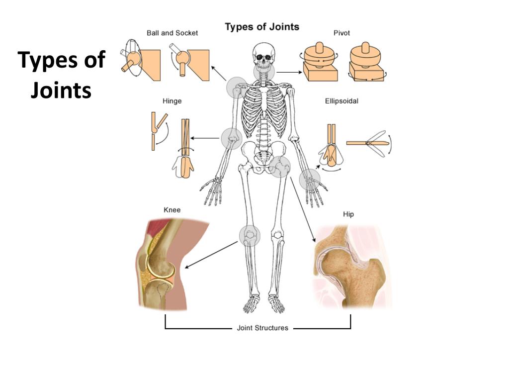 PPT - Care of the Patient with a Musculoskeletal Disorder PN 135 ...