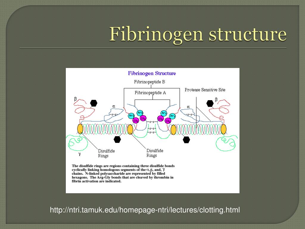 PPT - Blood Physiology 2 September 2004 PowerPoint Presentation, free ...