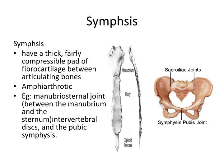 PPT - Joints or Articulations PowerPoint Presentation - ID:2038133