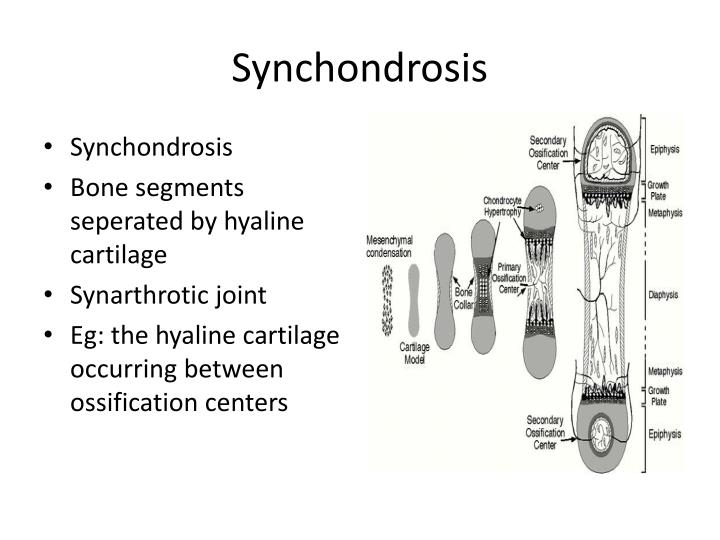PPT - Joints or Articulations PowerPoint Presentation - ID:2038133