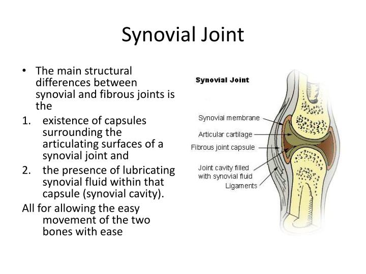 PPT - Joints or Articulations PowerPoint Presentation - ID:2038133