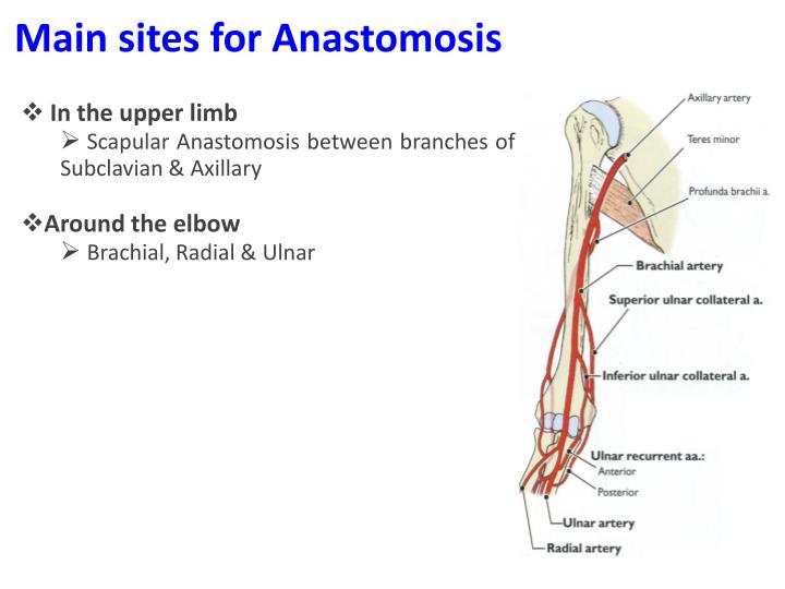 PPT - Major Body Arteries PowerPoint Presentation - ID:2038143