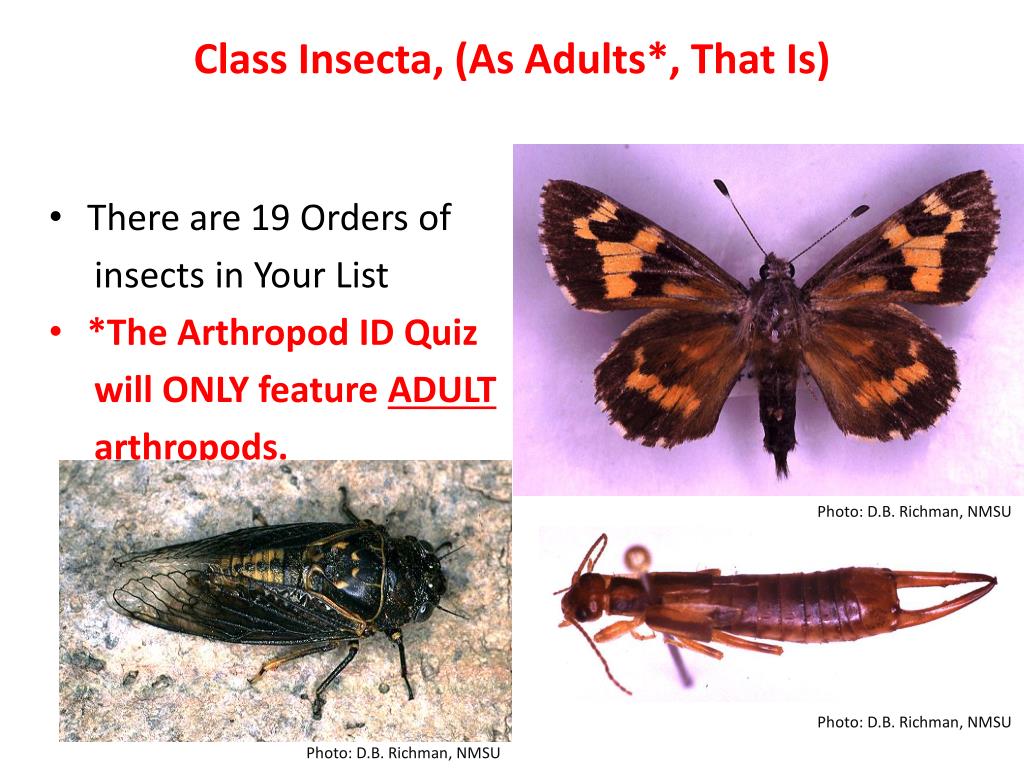 PPT - Common Arthropods of New Mexico for FFA Students (Pt. 3 ...