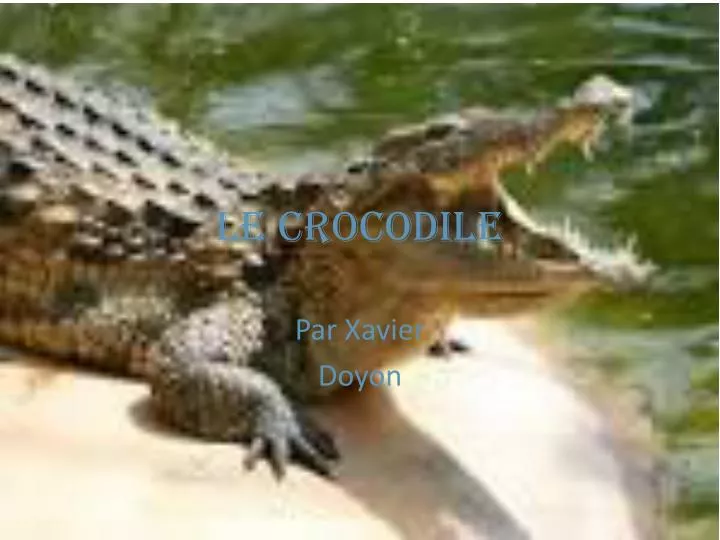 PPT - Le crocodile PowerPoint Presentation, free download - ID:2038323