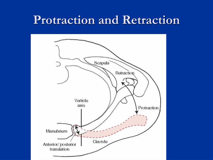 PPT - What is the Shoulder girdle? PowerPoint Presentation - ID:2038334