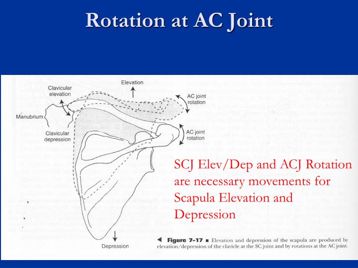 PPT - What is the Shoulder girdle? PowerPoint Presentation - ID:2038334
