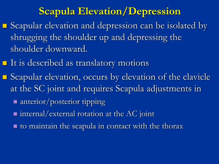 PPT - What is the Shoulder girdle? PowerPoint Presentation - ID:2038334