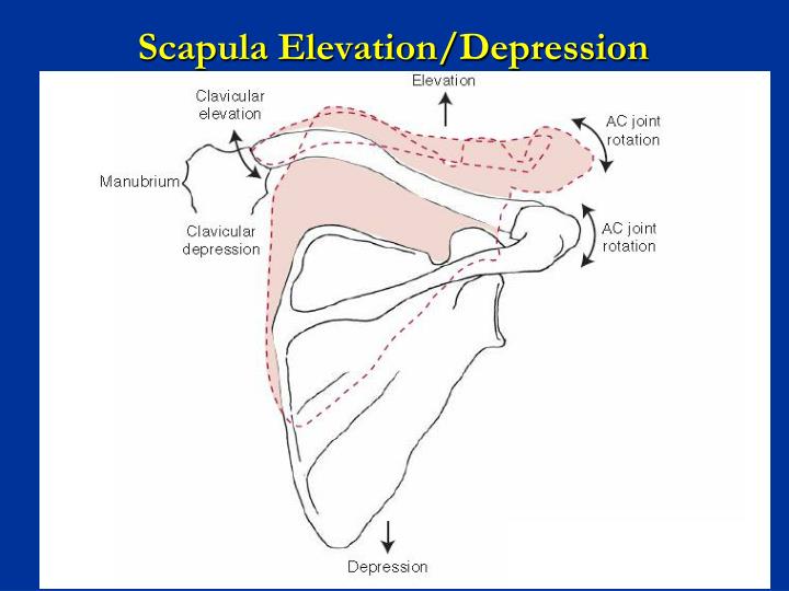 PPT - What is the Shoulder girdle? PowerPoint Presentation - ID:2038334