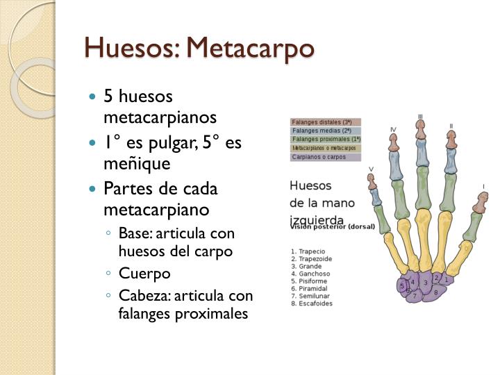 PPT - Mano PowerPoint Presentation - ID:2038553
