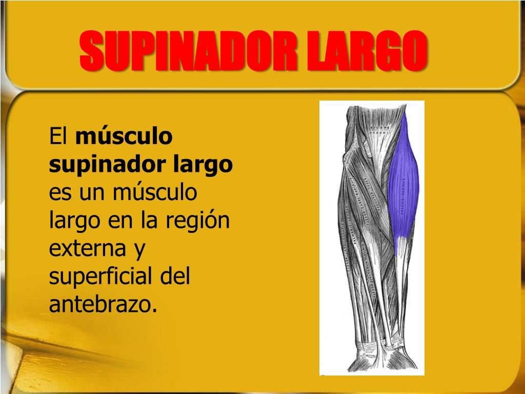 PPT - ANATOMÍA BÁSICA MIEMBRO SUPERIOR PowerPoint Presentation, free ...