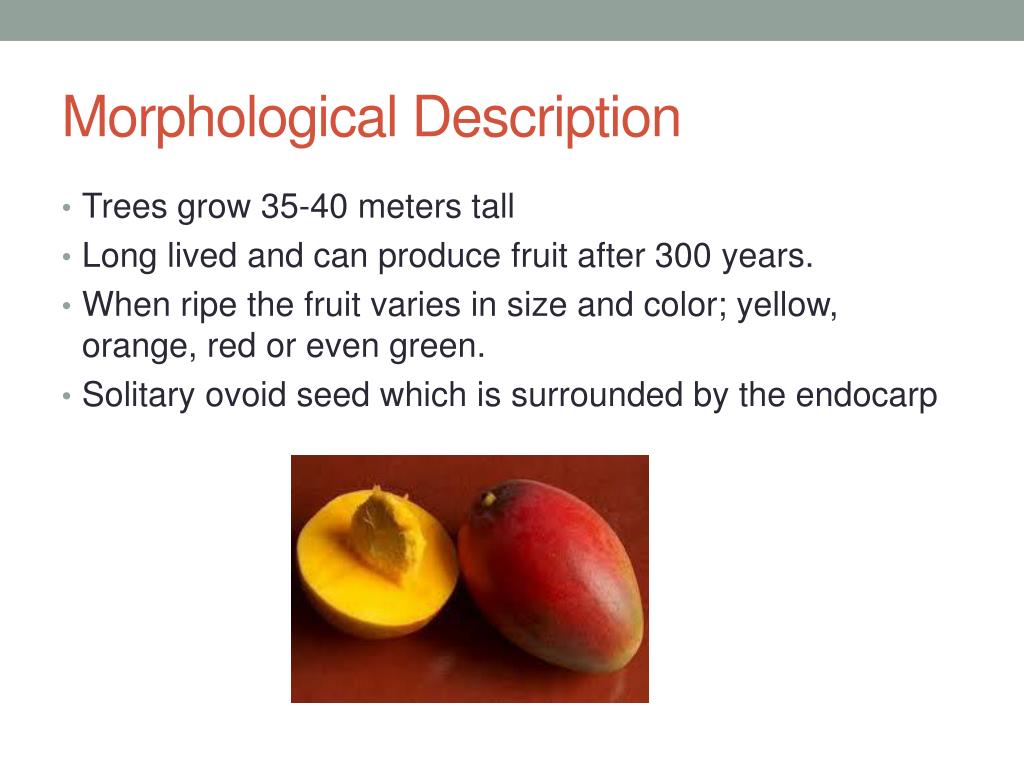 PPT - Mango Mangifera indica Anacardiaceae Family PowerPoint ...