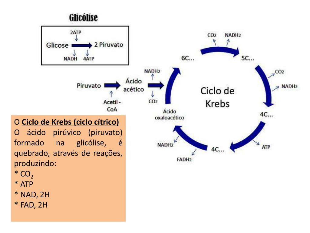 PPT - RESPIRAÇÃO CELULAR GLICÓLISE – ocorre no citosol / hialoplasma ...