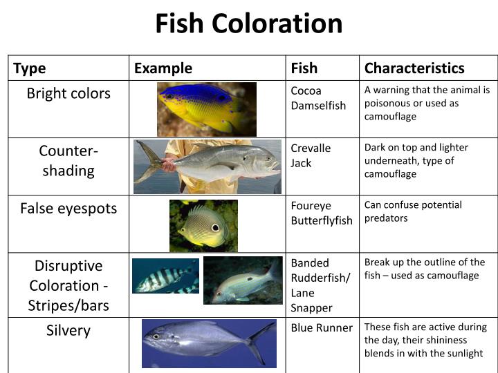 PPT - FISH FORM AND FUNCTION PowerPoint Presentation - ID:2039853