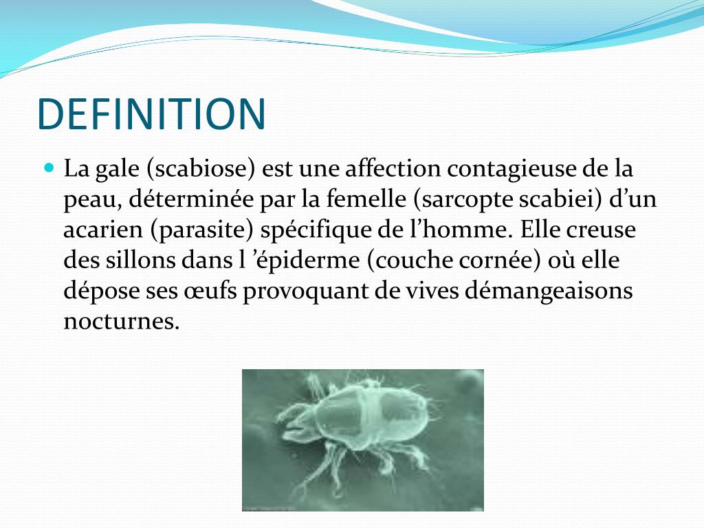 PPT - LA GALE HUMAINE OU SCABIOSE PowerPoint Presentation, free ...