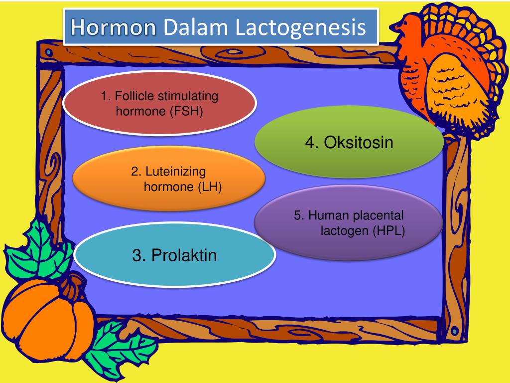 PPT - LACTOGENESIS CYTOLOGI KELENJAR MAMMAE PowerPoint Presentation ...