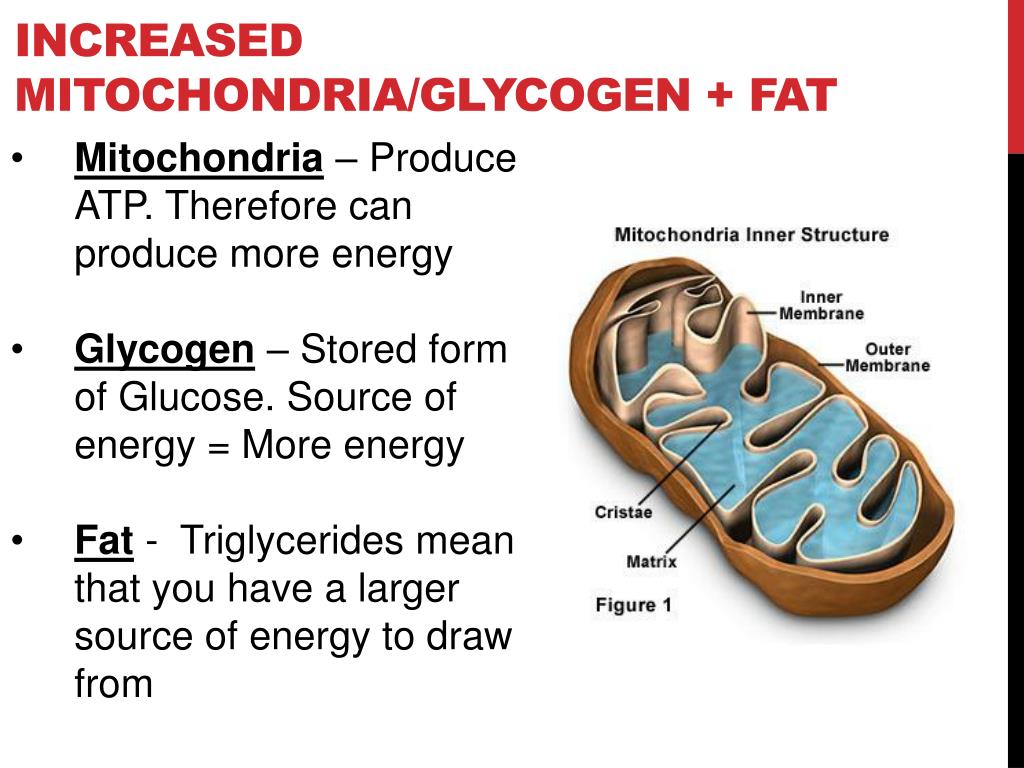 PPT - Musculoskeletal & energy systems Long term effects of exercise ...
