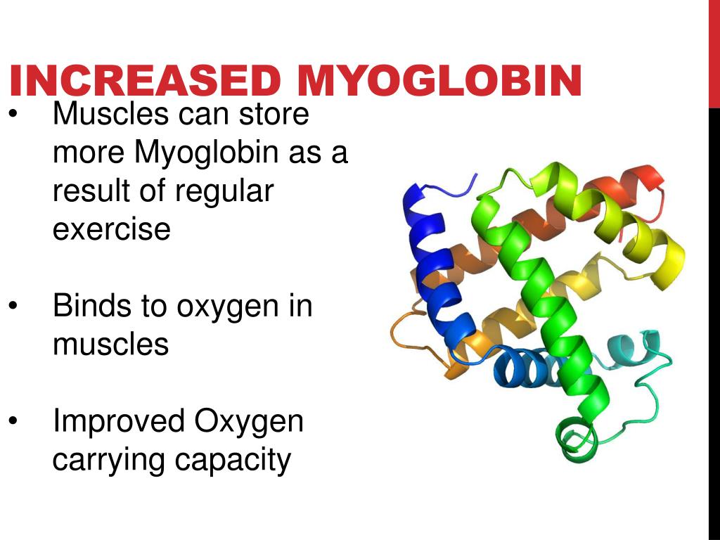 PPT - Musculoskeletal & energy systems Long term effects of exercise ...