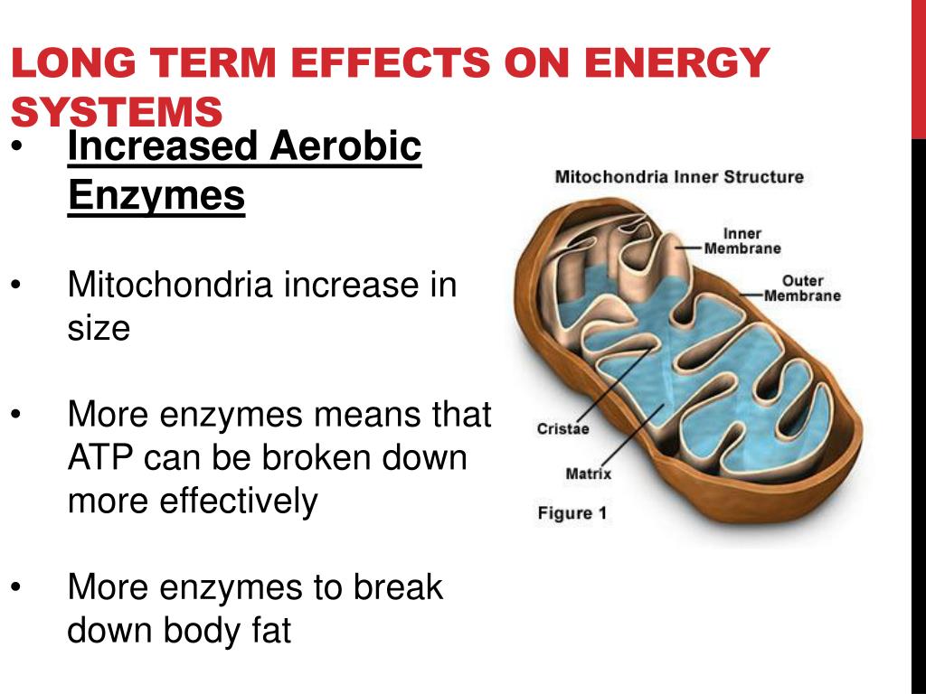PPT - Musculoskeletal & energy systems Long term effects of exercise ...