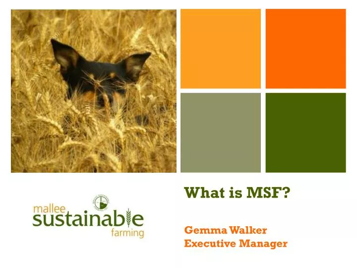 PPT - What is MSF? PowerPoint Presentation, free download - ID:2041086