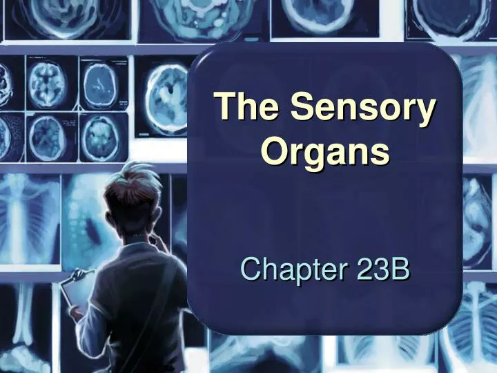 PPT - The Sensory Organs PowerPoint Presentation, free download - ID ...