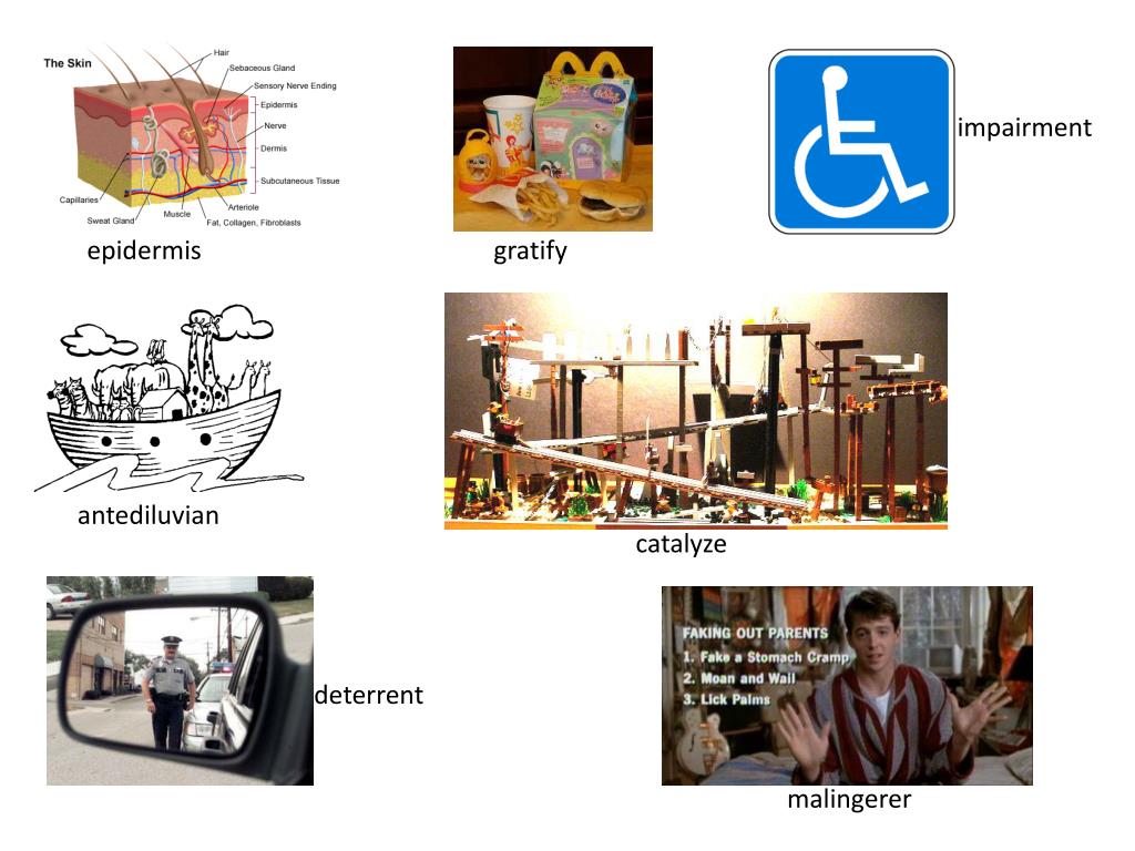 PPT - 11. To stop up 12. Extreme pain or agony ovoid: egg-shaped ...