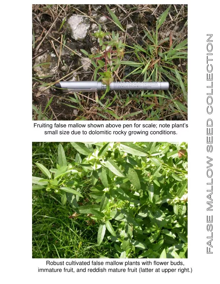 PPT - FALSE MALLOW SEED COLLECTION PowerPoint Presentation, free ...