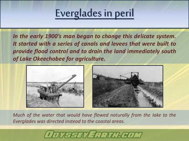 PPT - Everglades in peril PowerPoint Presentation, free download - ID ...