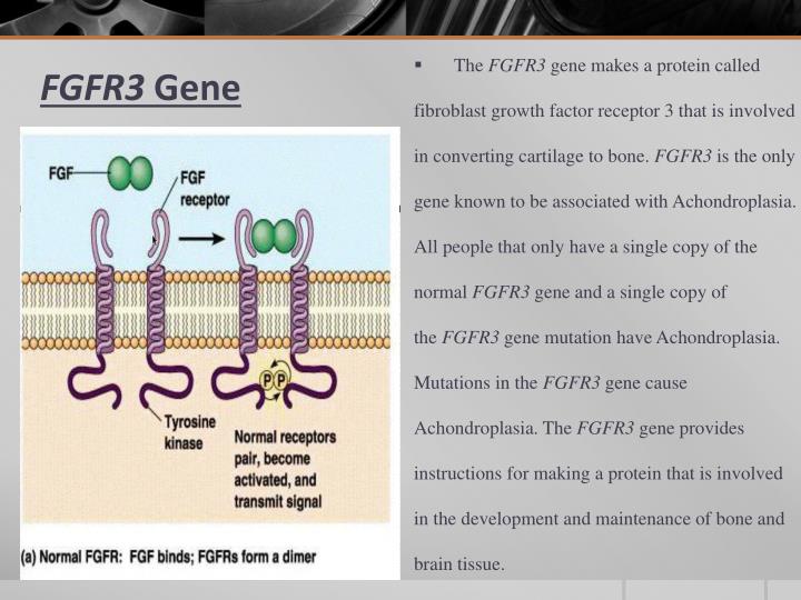 Ppt Achondroplasia By Justin Baker Powerpoint Presentation Id 2041667