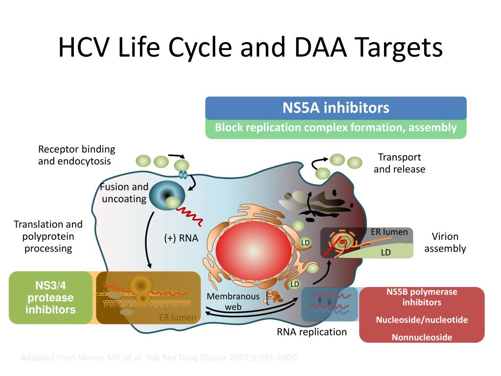 PPT - Current Status and Benefits of Therapy for Chronic Hepatitis C ...