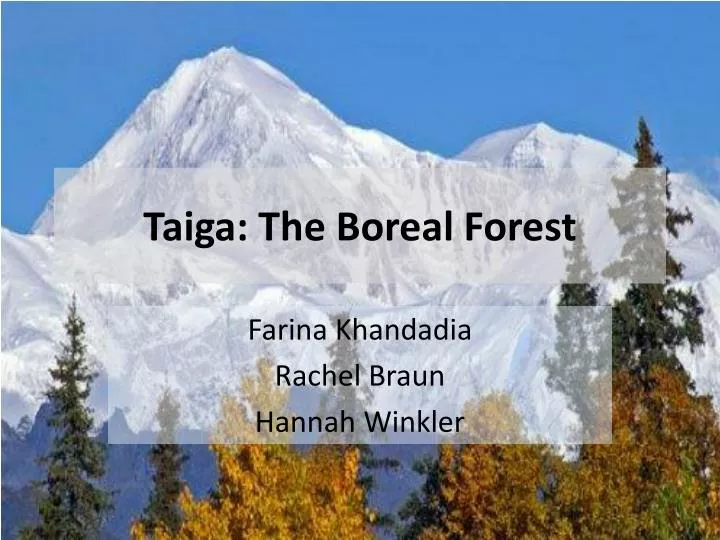 PPT - Taiga: The Boreal Forest PowerPoint Presentation, free download ...