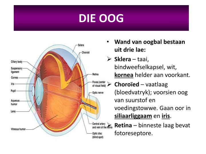 PPT - DIE SENUweeSTELSEL oog en oor PowerPoint Presentation - ID:2042679