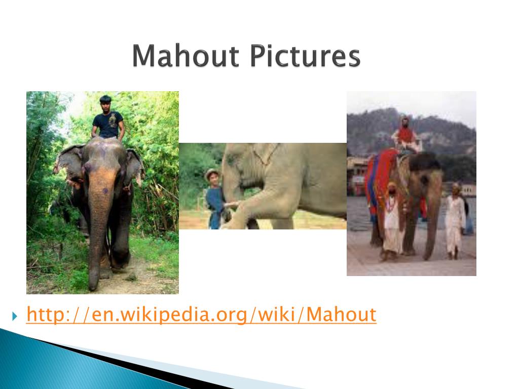 PPT - Thematic Book Report Tusk and Stone Author: Malcolm Bosse PowerPoint Presentation - ID:2042798