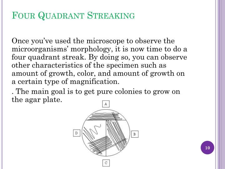 PPT - Microscope Operation and Four Quadrant Streaking Technique Manual PowerPoint Presentation ...
